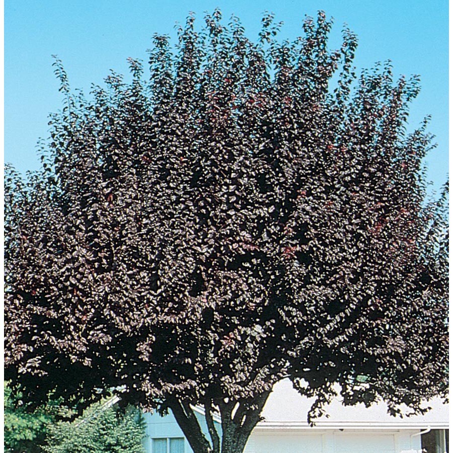 5.98-Gallon Krauter Vesuvius Flowering Plum Flowering Tree (L3635) in ...