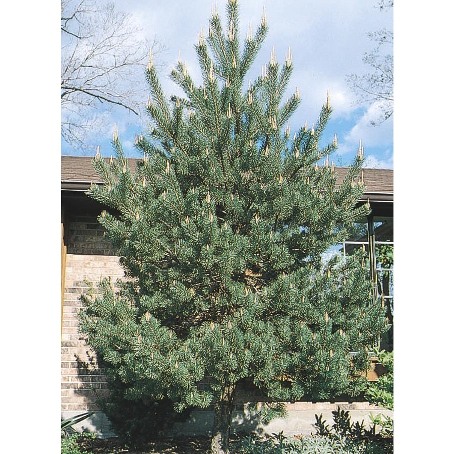 12.07-Gallon Scotch Pine Shade Tree (L3939) at Lowes.com