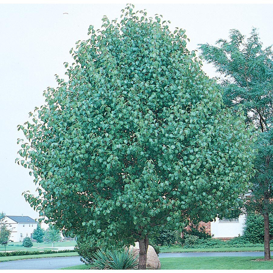 9.55-Gallon Redspire Flowering Pear Flowering Tree (L3667) at Lowes.com