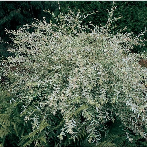 2.54-Gallon Variegated Grey Willow Feature Tree (L2586) in the Trees ...