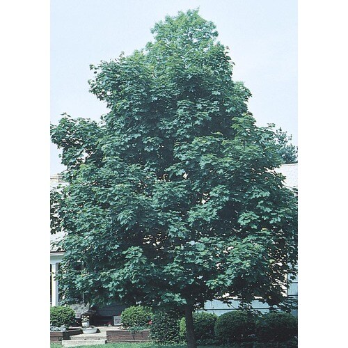 19.78-Gallon Emerald Queen Norway Maple Shade Tree (L1014) in the Trees ...