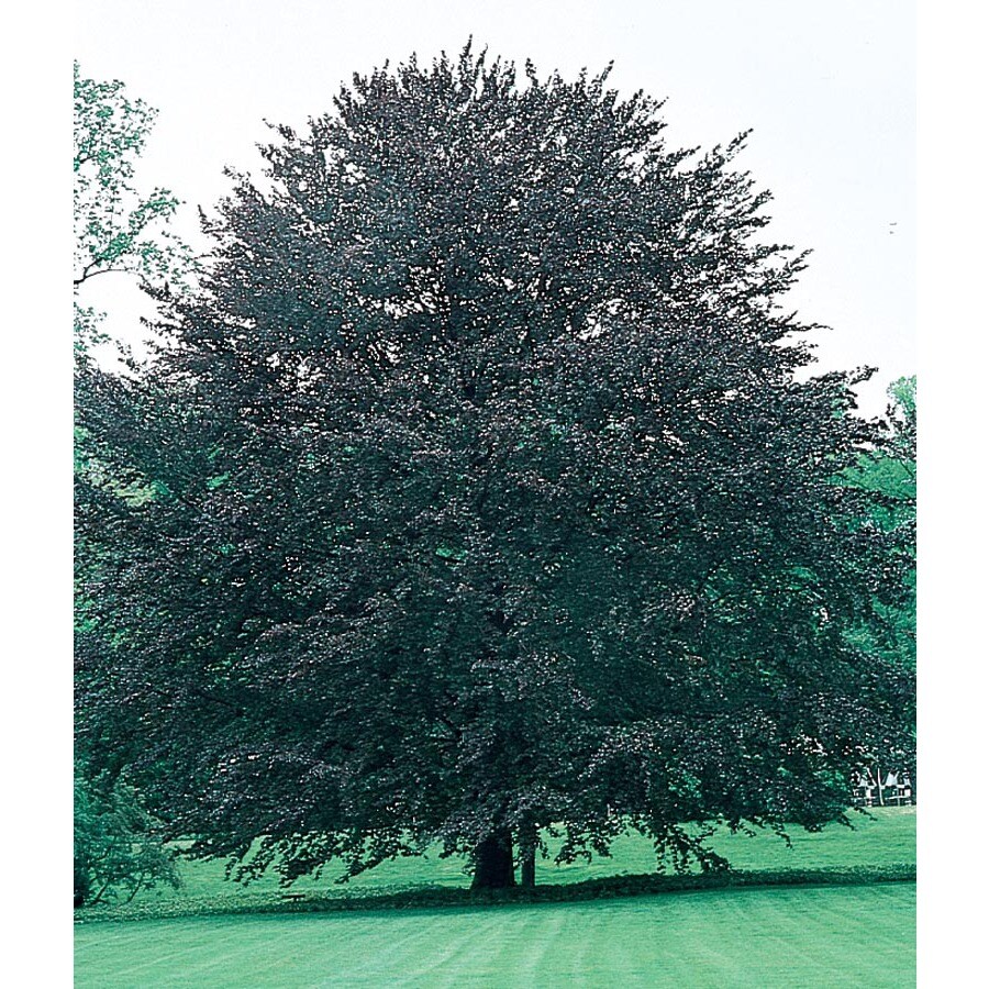 5.98-Gallon Rivers Purple Beech Feature Tree (L6872) at Lowes.com