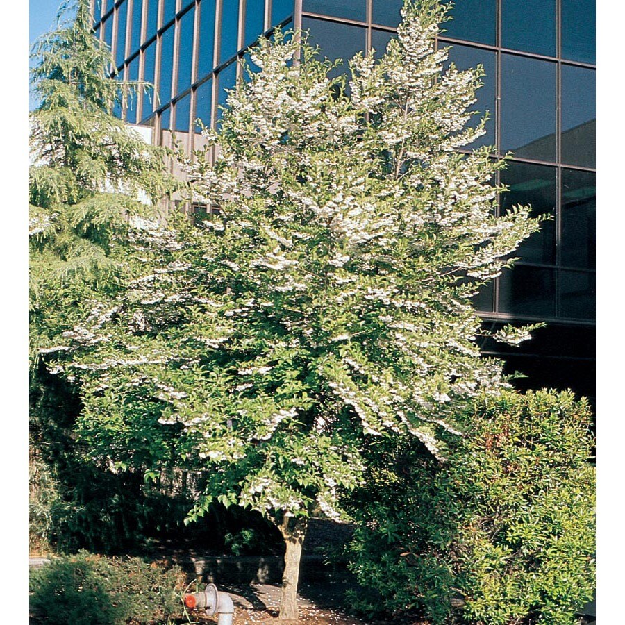 9.55-Gallon Japanese Snowbell Flowering Tree (L14275) at Lowes.com