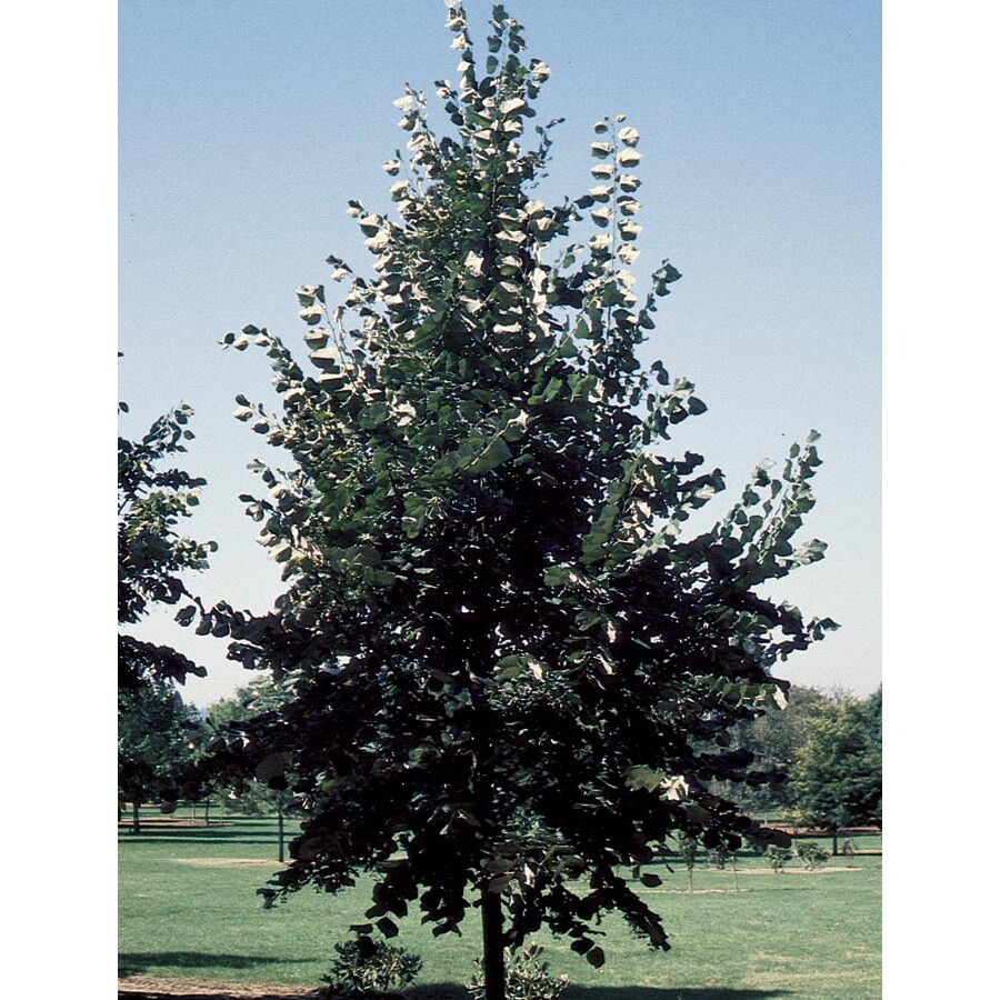 9.55-Gallon Sterling Silver Linden Shade Tree (L26665) at Lowes.com