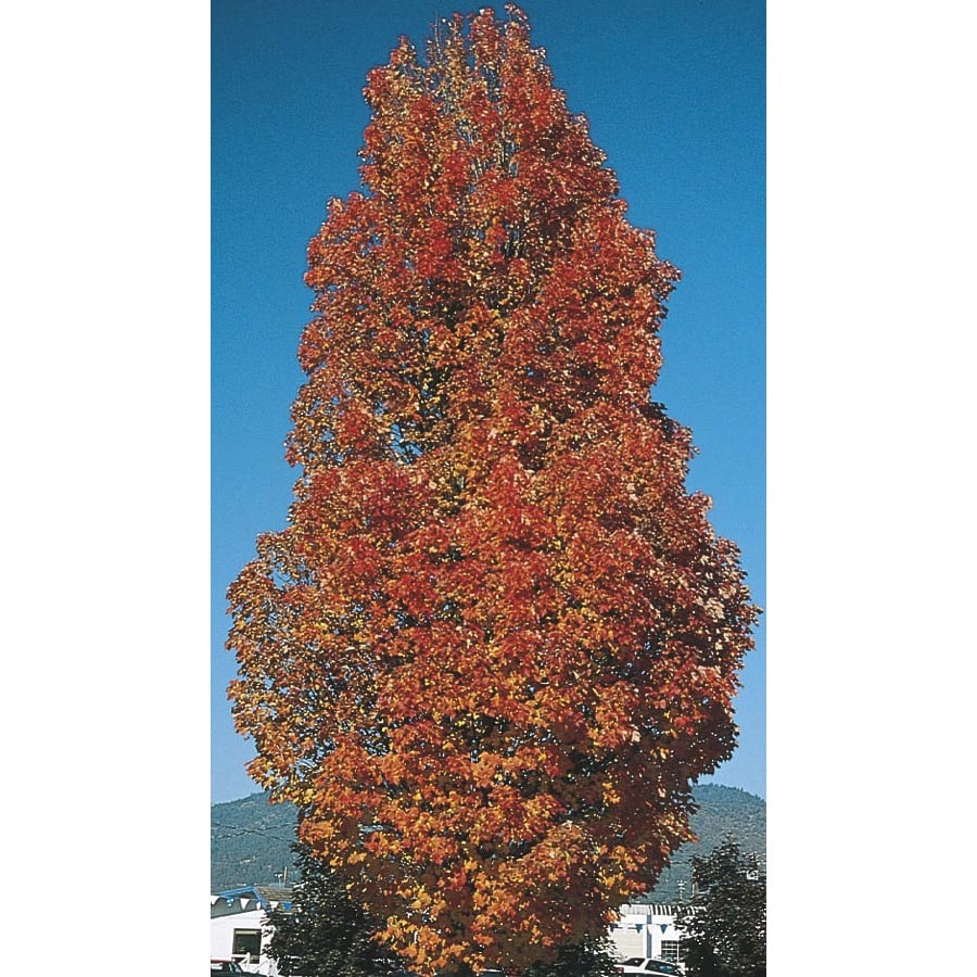 19.78-Gallon Red Armstrong Red Maple Shade Tree in Pot (With Soil ...