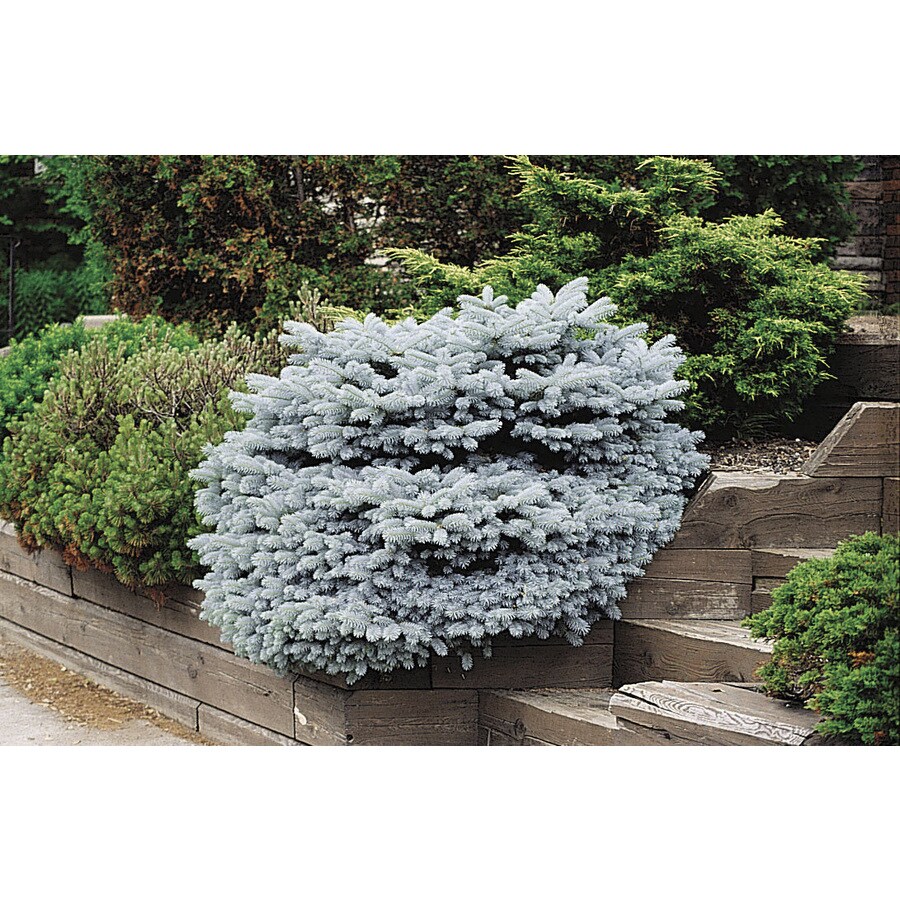 5.5-Gallon Colorado Blue Spruce Globe Feature Tree (L14441) at Lowes.com