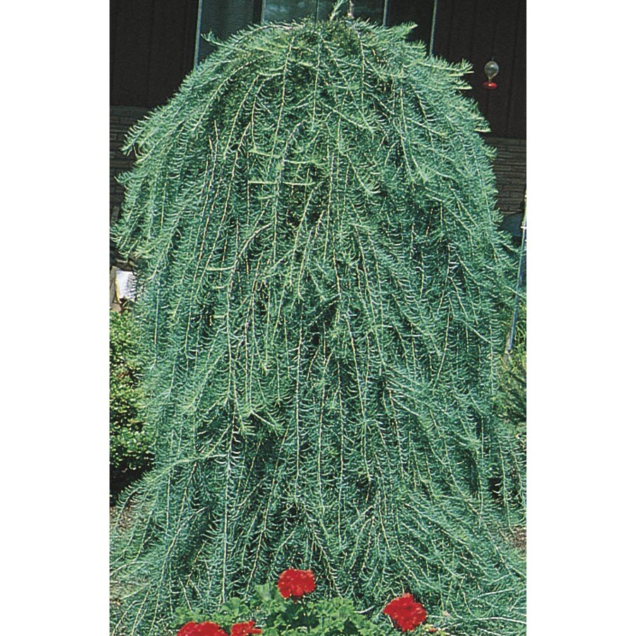 19-Gallon Weeping Larch Feature Tree (L17067) at Lowes.com