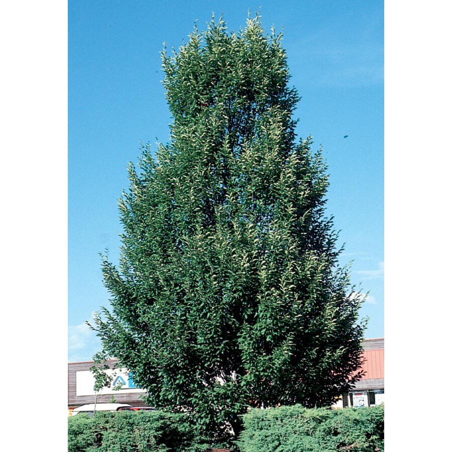 5.98-Gallon Columnar European Hornbeam Shade Tree (L14170) at Lowes.com