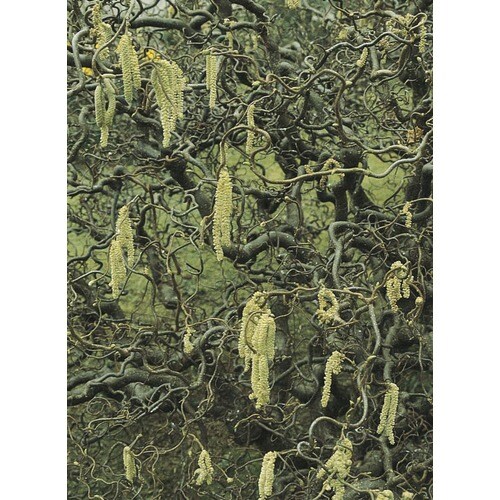 Yellow Contorted Filbert Feature Shrub in Pot (With Soil) (L5174) in ...