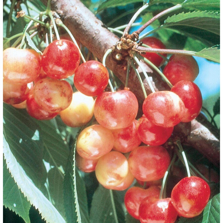 Prunus Avium 'Rainier' Tree (L10480) at Lowes.com