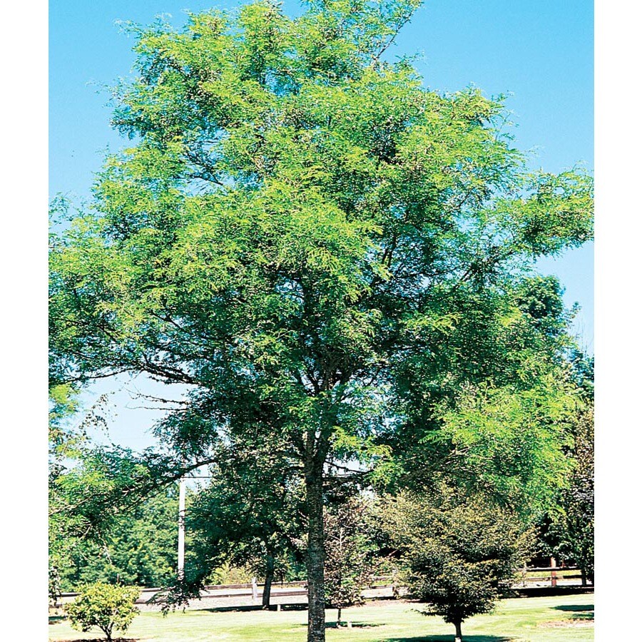 19.78-Gallon Imperial Thornless Honeylocust Shade Tree (L10523) at ...