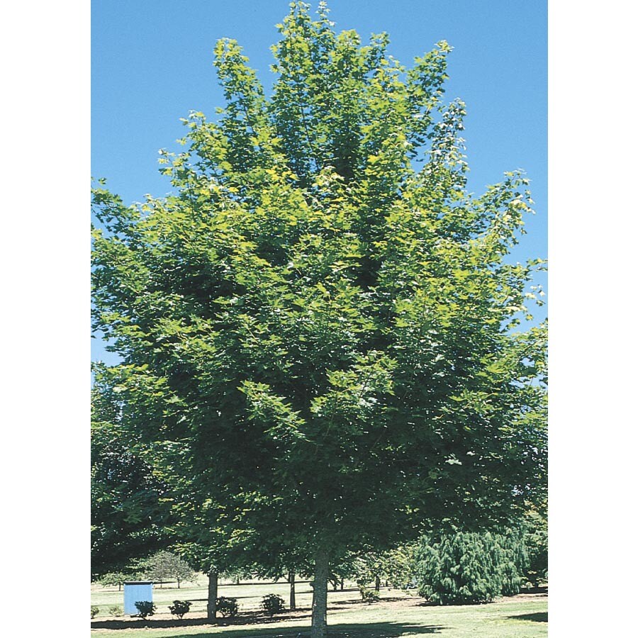 19.78-Gallon Yellow Norwegian Sunset Maple Shade Tree in Pot (With Soil ...