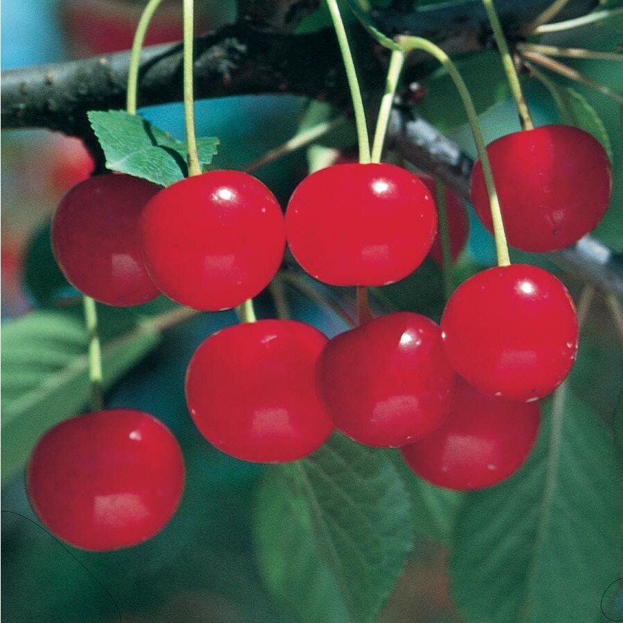 Prunus Cerasus 'Meteor' Tree (L7314) at Lowes.com