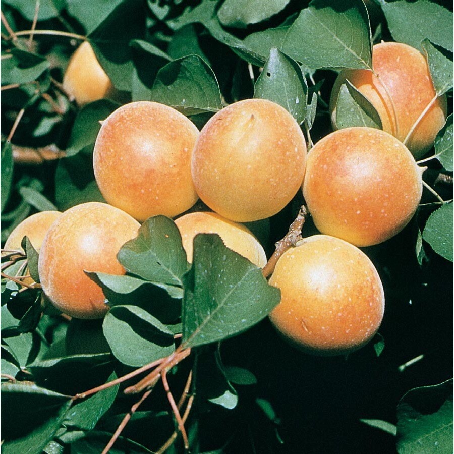 Prunus Armeniaca 'Chinese' Tree (L7011) at Lowes.com