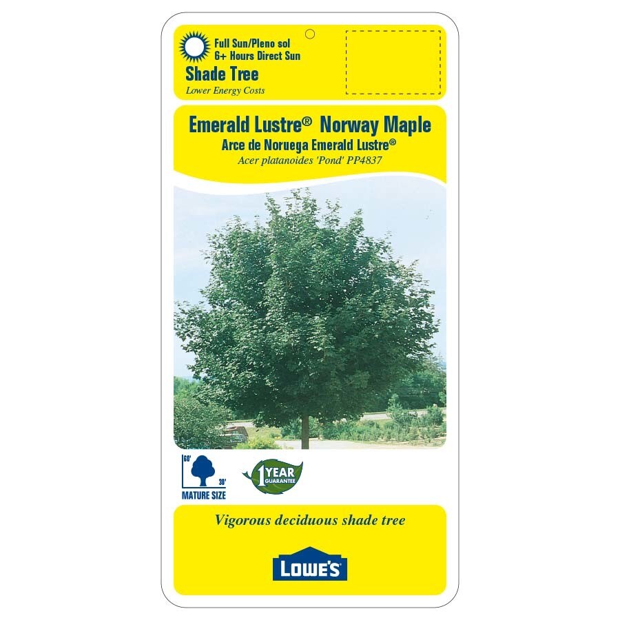 12.07-Gallon Emerald Lustre Norway Maple Shade Tree (L4224) in the ...