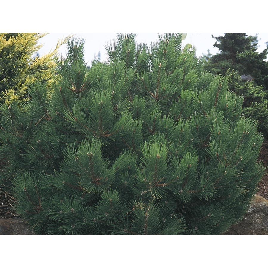 5.98-Gallon significant Oregon Green Austrian Pine Feature Tree (L24030 ...