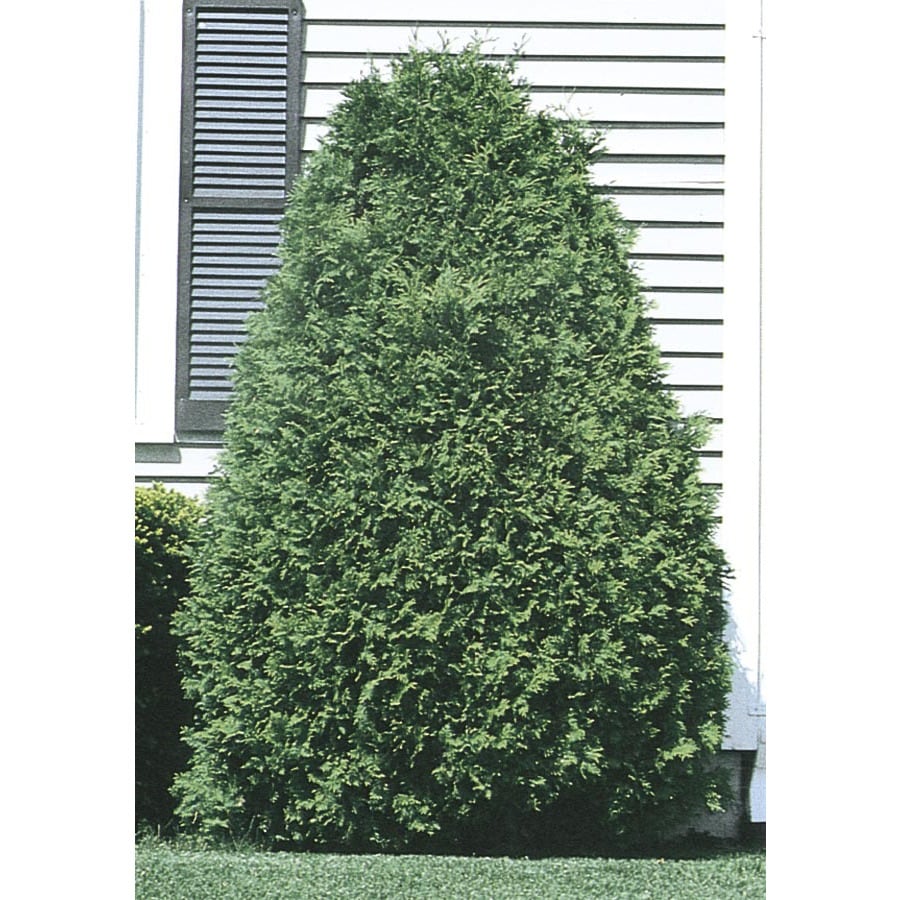 Techny Arborvitae Screening Shrub in Pot (With Soil) (L3949) at Lowes.com
