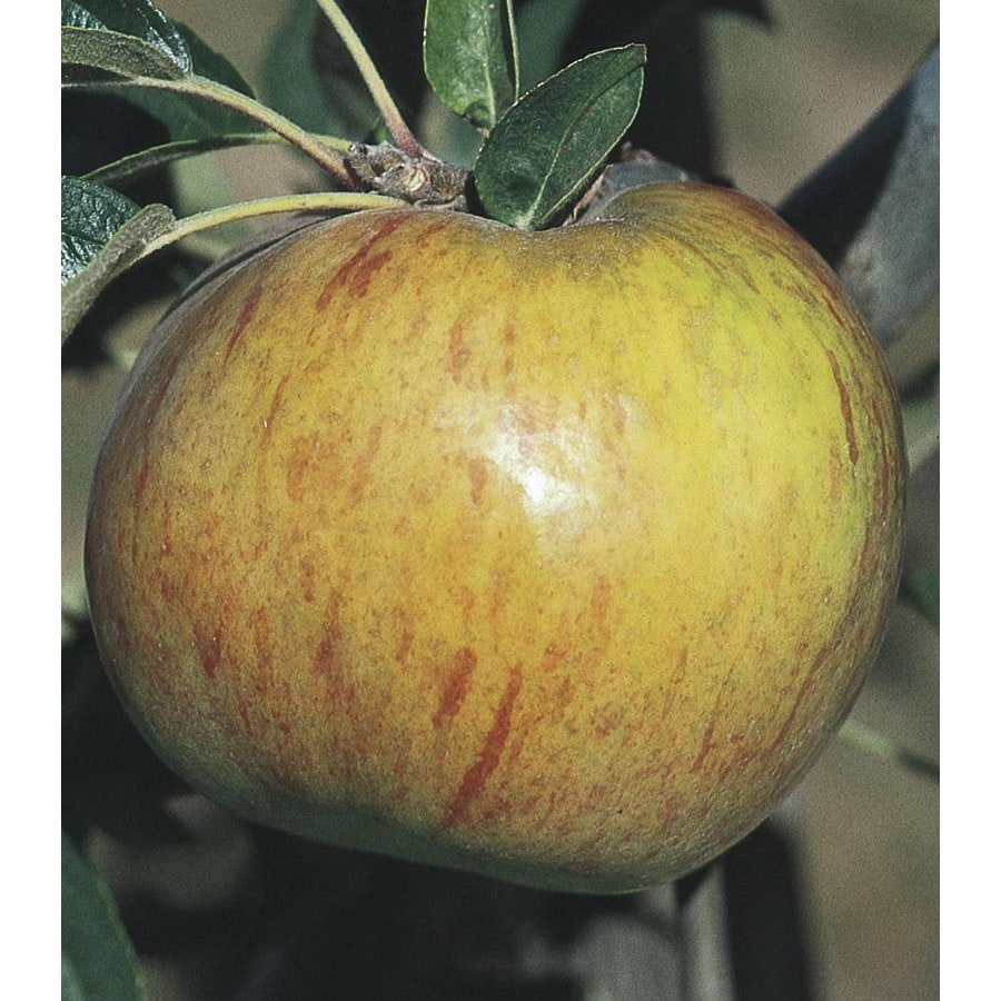 Malus 'Gravenstein' Tree (L10474) at Lowes.com