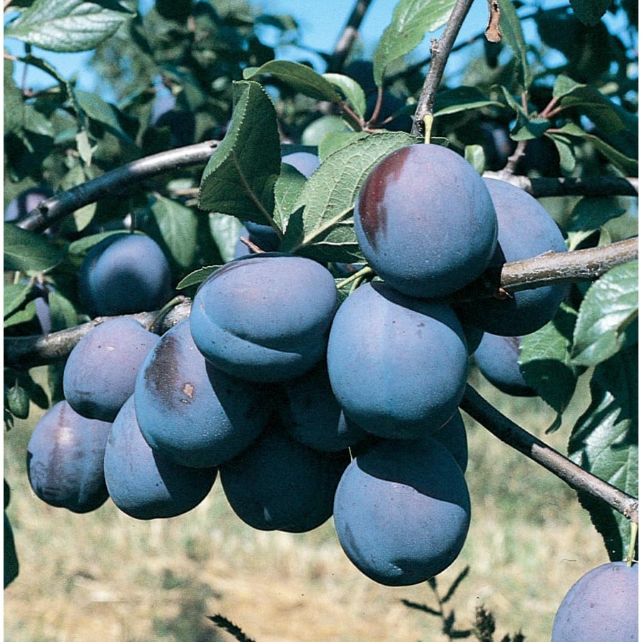 Prunus Salicina 'Brooks' Tree (Lft026) at Lowes.com