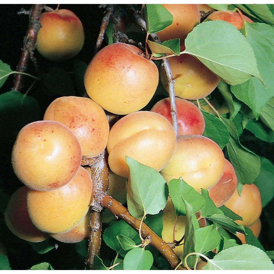 Prunus Armeniaca 'Wenatchee Moorpark' Tree (L10477) at Lowes.com
