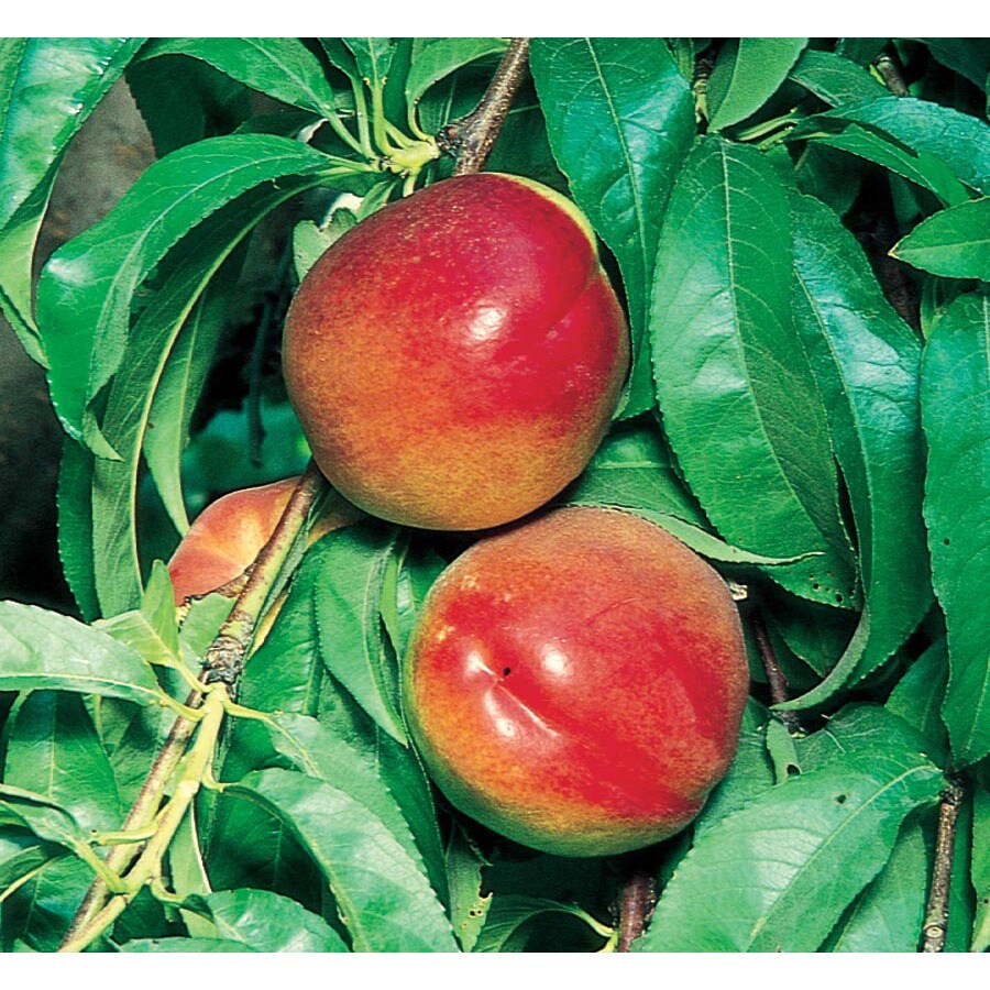 Prunus Persica Var Nucipersica 'Red Gold' Tree (L6727) at Lowes.com