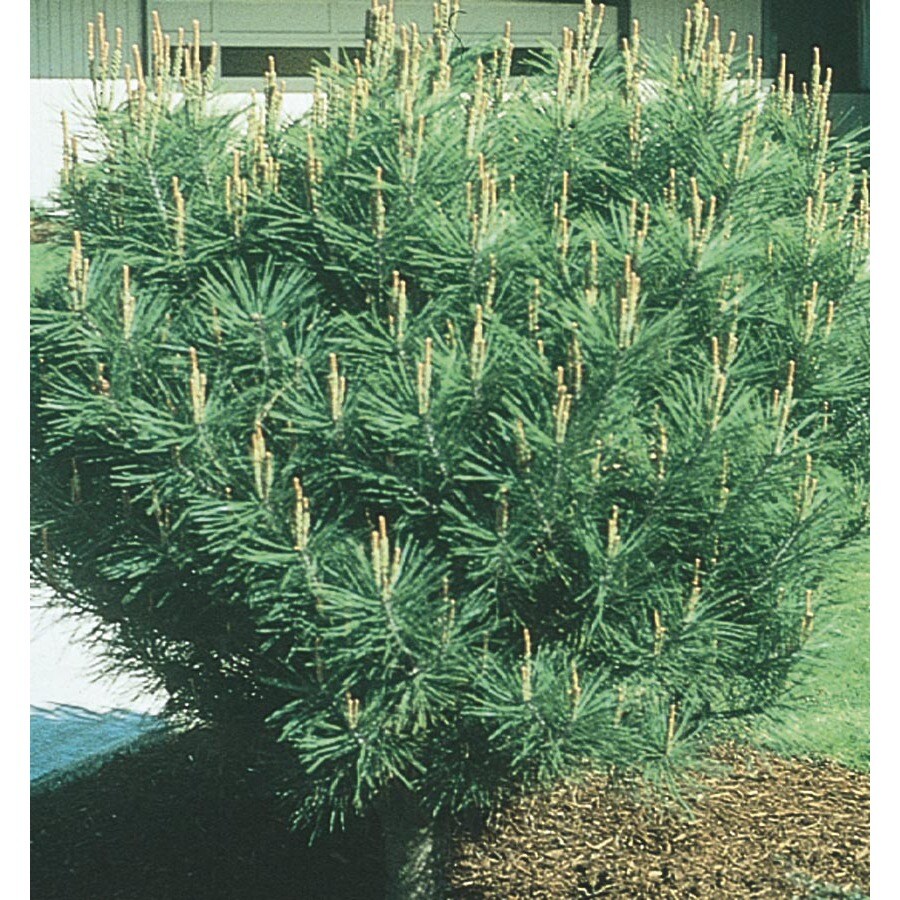 2.54-Gallon Tanyosho Pine Feature Tree (L4808) at Lowes.com