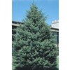 12.07-Gallon Black Hills Spruce Feature Tree (L4531) at Lowes.com
