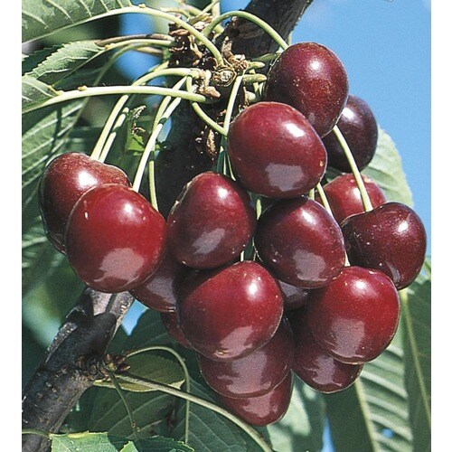 Prunus Avium 'Lambert' Tree (L10478) at Lowes.com