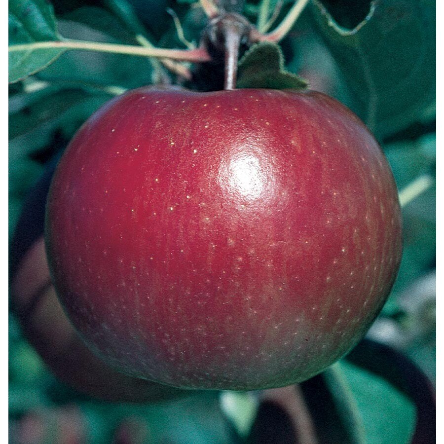 Malus 'Fuji' Tree (L10470) at Lowes.com