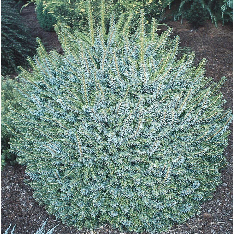 Dwarf Globe Blue Spruce Feature Shrub in Pot (With Soil) (L6213) at ...