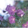 Lavender Blue Hibiscus Accent Shrub in Pot (With Soil) (L9526) at Lowes.com