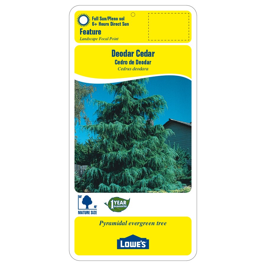 11.1-Gallon Deodar Cedar Feature Tree in Pot (L4674) in the Trees ...