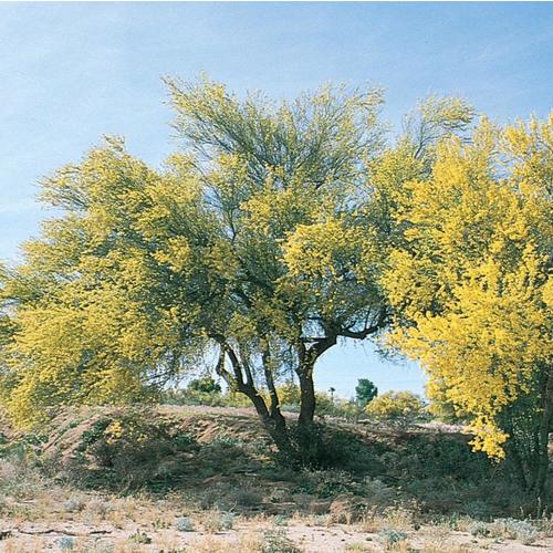 28.6-Gallon Yellow Blue Palo Verde Feature Tree in Pot (With Soil ...