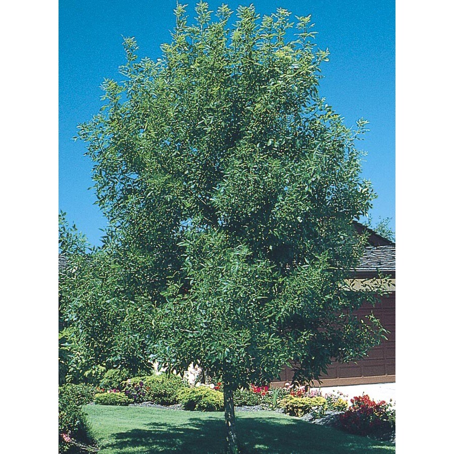 11.1-Gallon Shamel Ash Shade Tree (L6314) at Lowes.com