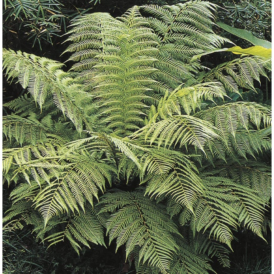 New Zealand Tree Fern Feature Shrub in Pot (With Soil) (L11497) at ...