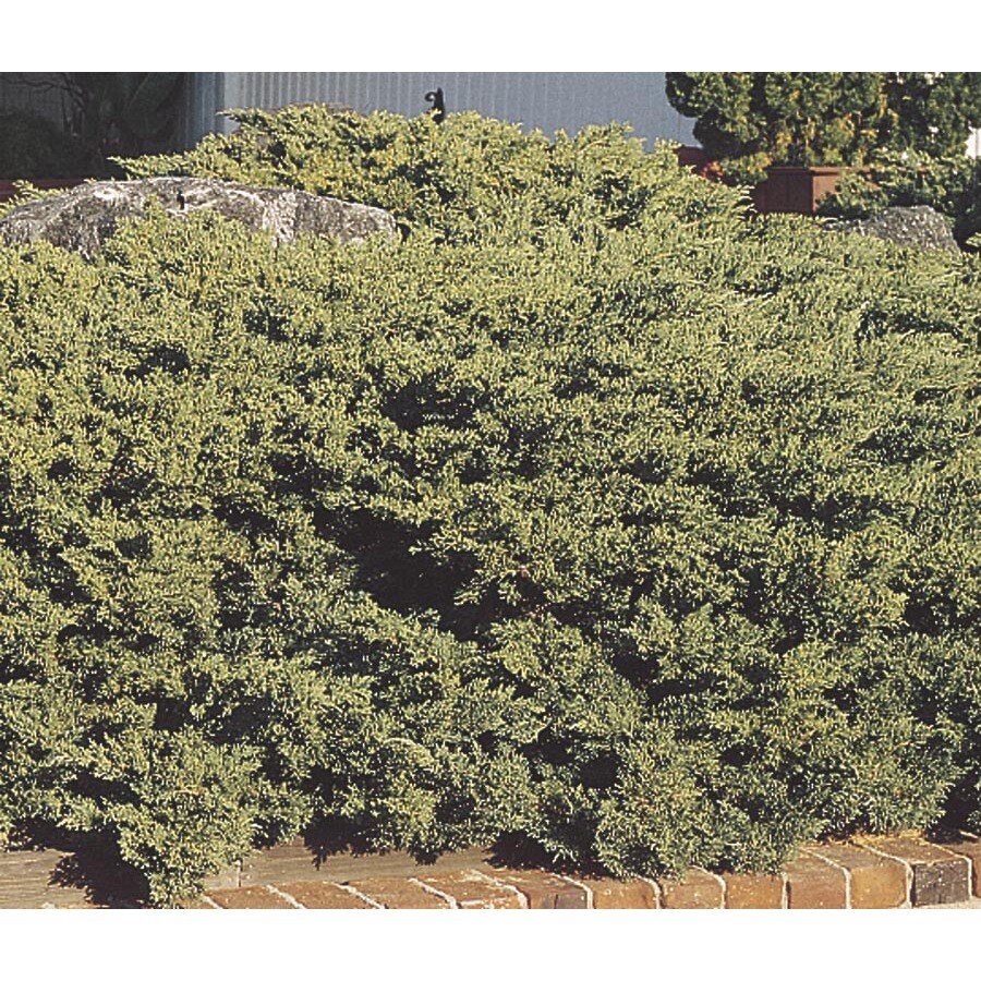 Prostrate Juniper Accent Shrub in Pot (With Soil) (L6642) at Lowes.com