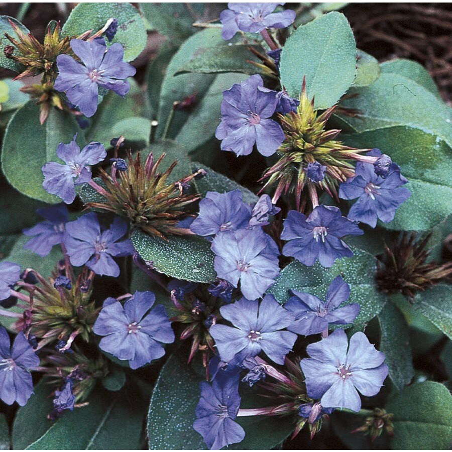 Blue Plumbago Shrub in (L11270) at Lowes.com