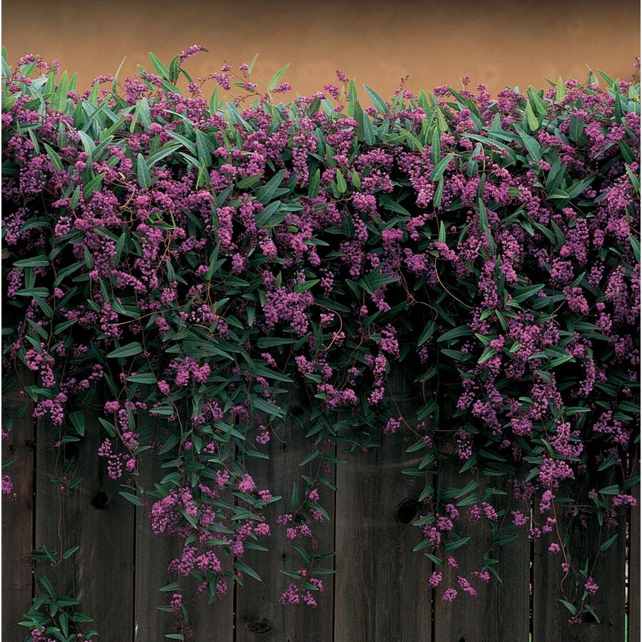 3.58-Gallon Happy Wanderer Vine Lilac (L6317) at Lowes.com