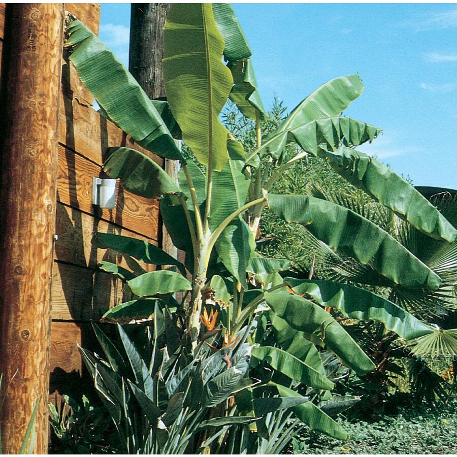 Musa Sp (L4349) at Lowes.com
