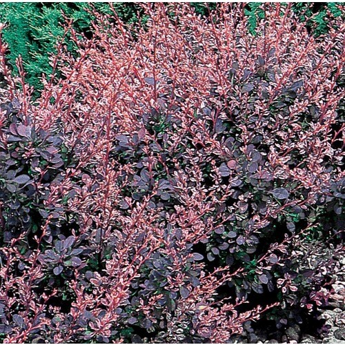 Rose Glow Barberry Accent Shrub in Pot (L3442) in the Shrubs department ...