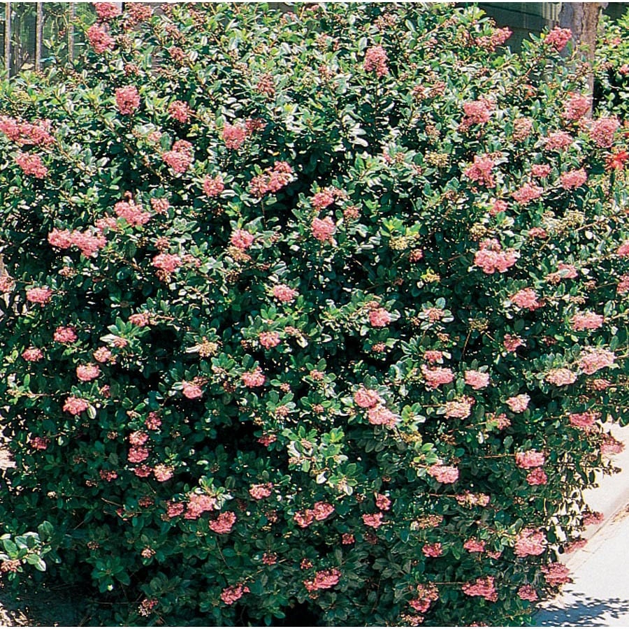 Mixed Escallonia Flowering Shrub in Pot (With Soil) (L2913) at Lowes.com