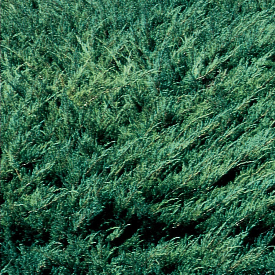 Hughes Juniper Accent Shrub in Pot (With Soil) (L6181) at Lowes.com