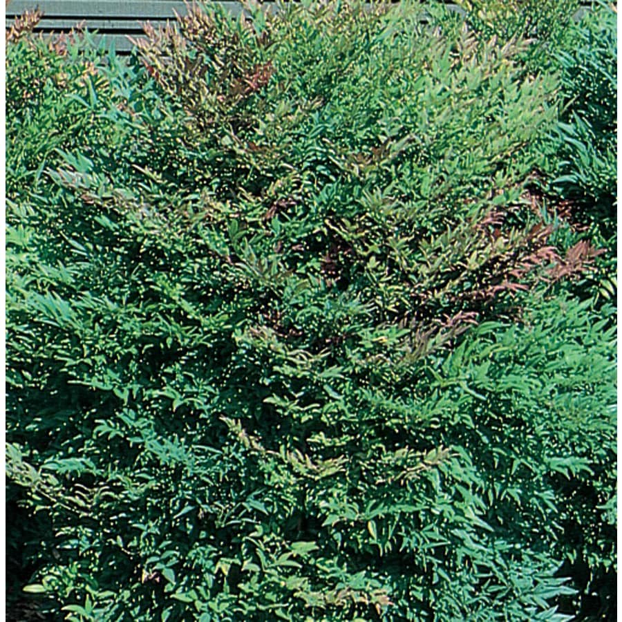 White Heavenly Bamboo Accent Shrub in Pot (With Soil) (L4346) at Lowes.com