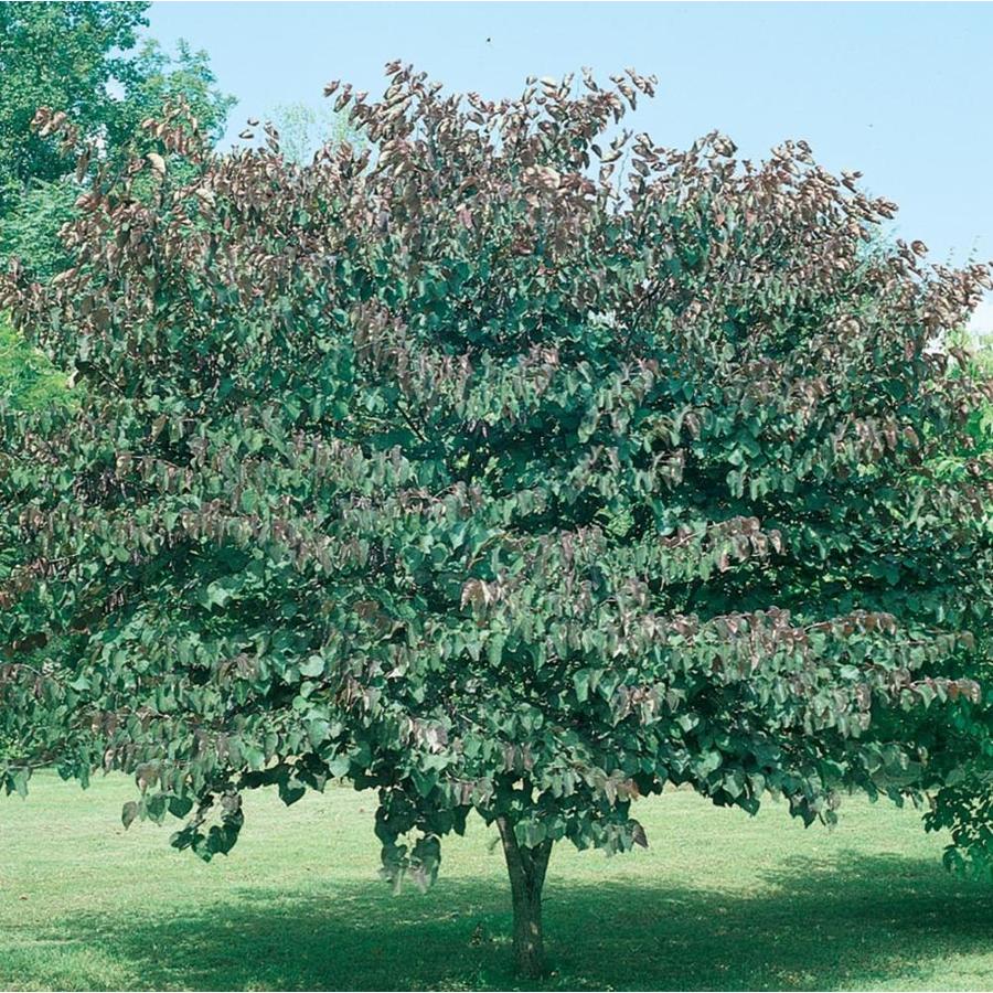 3.58-Gallon Pink Forest Pansy Redbud Flowering Tree in Pot (With Soil ...