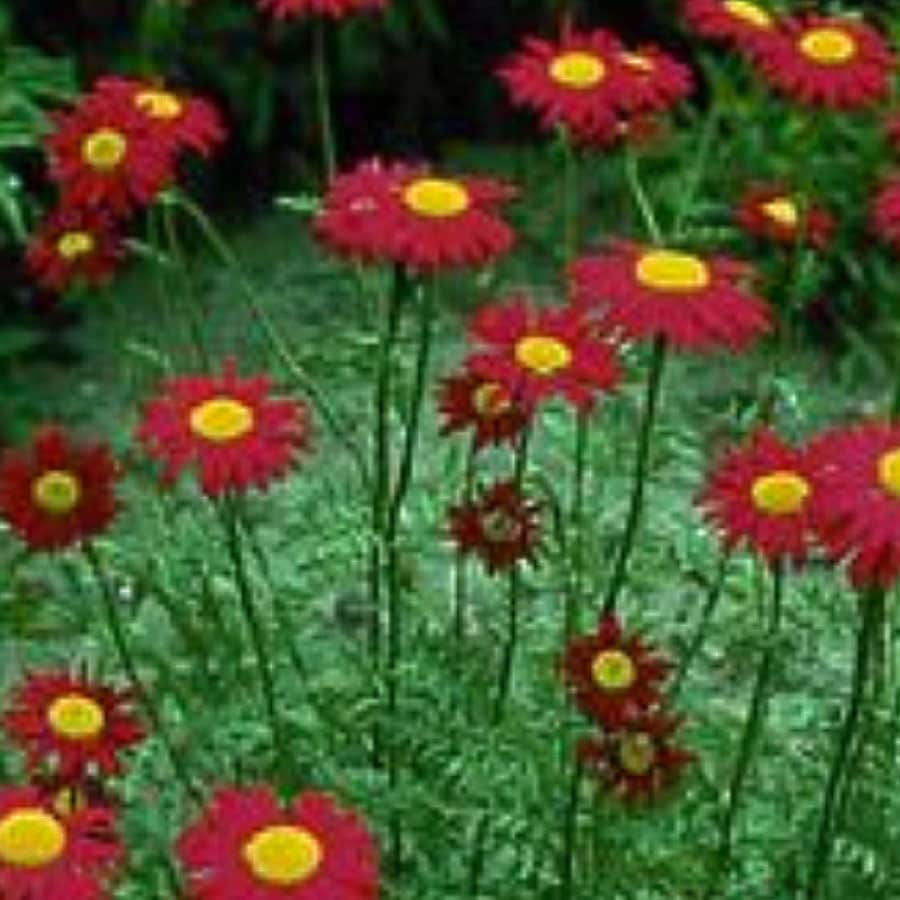 1-Gallon Robinson Red Painted Daisy at Lowes.com