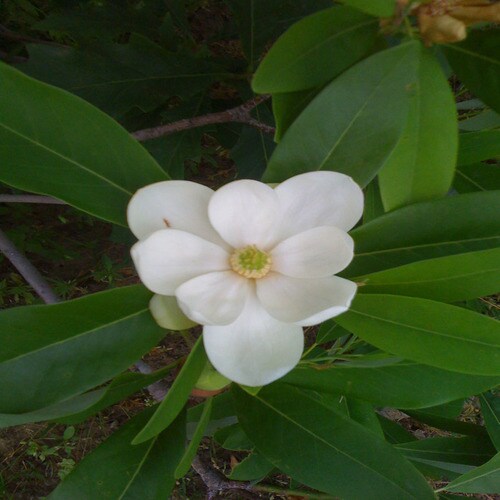 1-Gallon White Sweet Bay Magnolia in the Shrubs department at Lowes.com