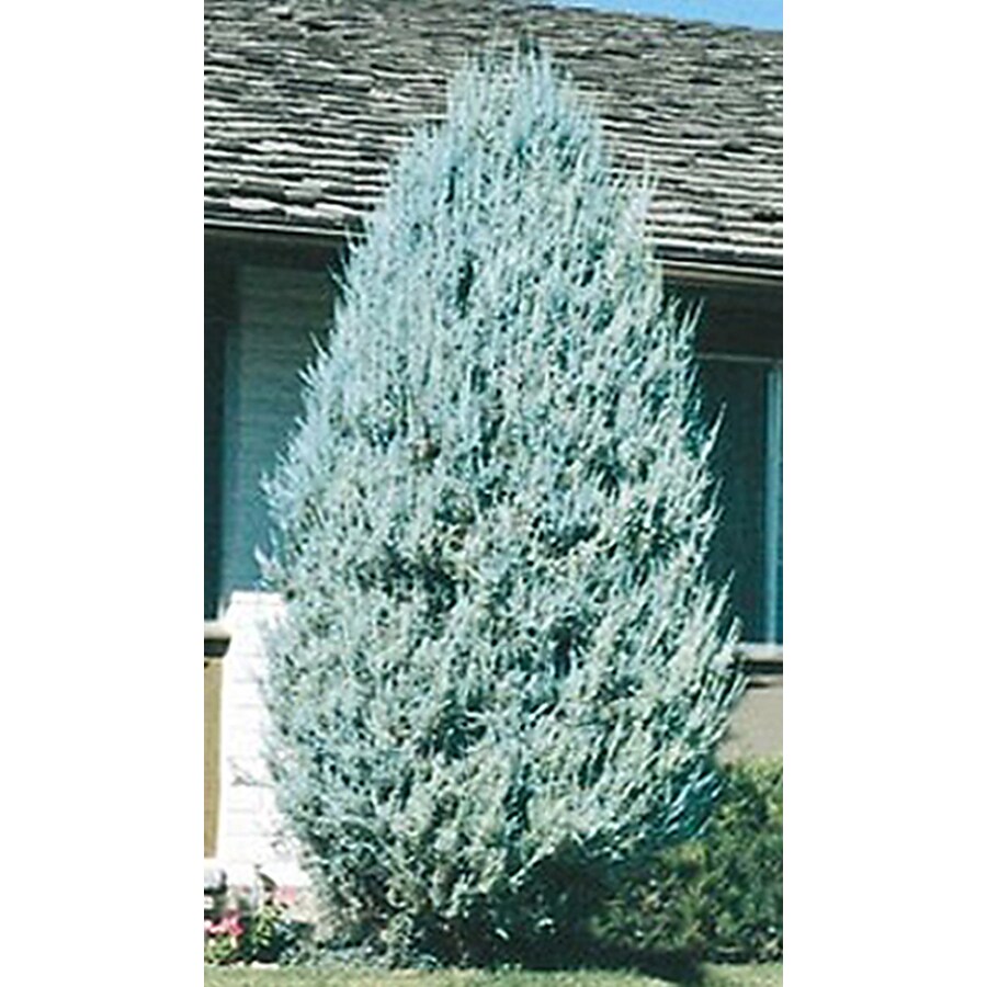 Moonglow Juniper Accent Shrub in Pot (With Soil) (L5506) at Lowes.com