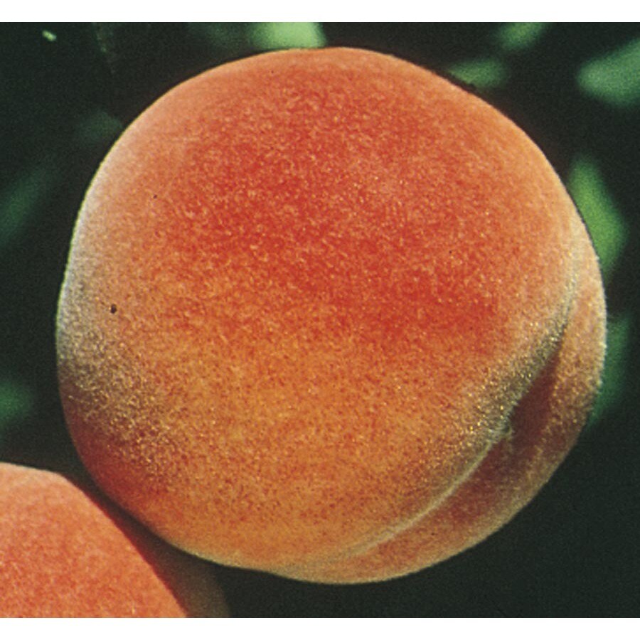 3.74-Gallon Red Haven Peach Tree (L1342) at Lowes.com 3.74-Gallon Red Haven Peach Tree (L1342) at Lowes.com