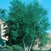 19.5-Gallon Yellow Whitespire Clump Birch Feature Tree in Pot (With ...
