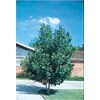 3.25-Gallon Quaking Aspen Clump Shade Tree in Pot (With Soil) (L11832 ...